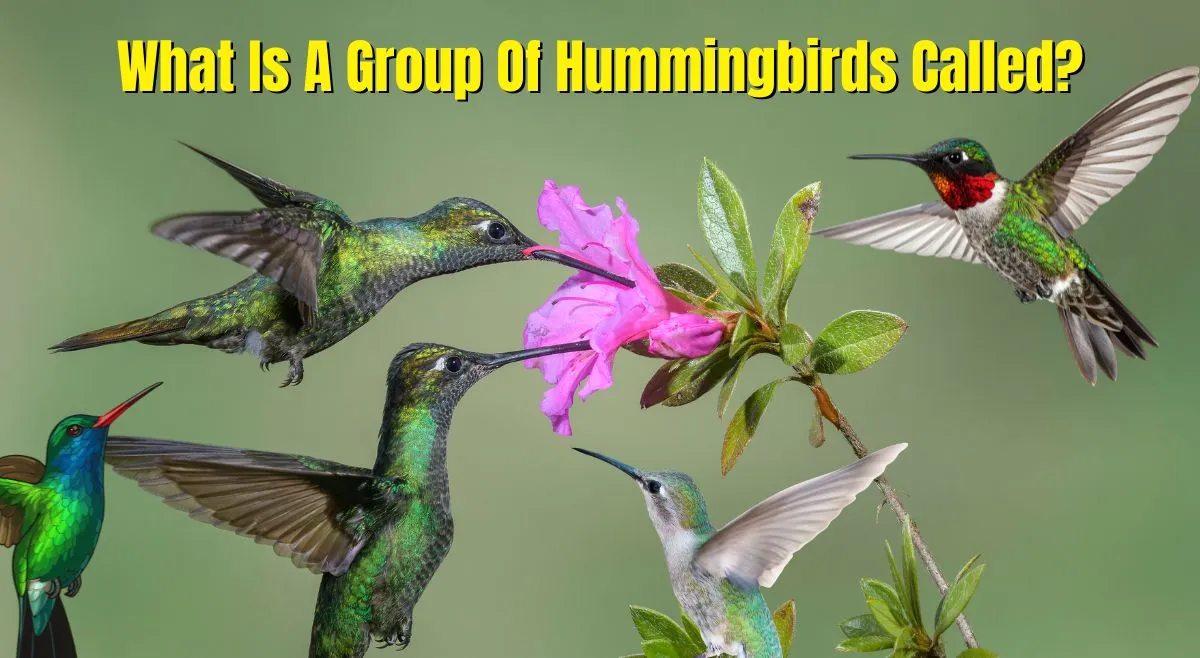 What Is A Group Of Hummingbirds Called