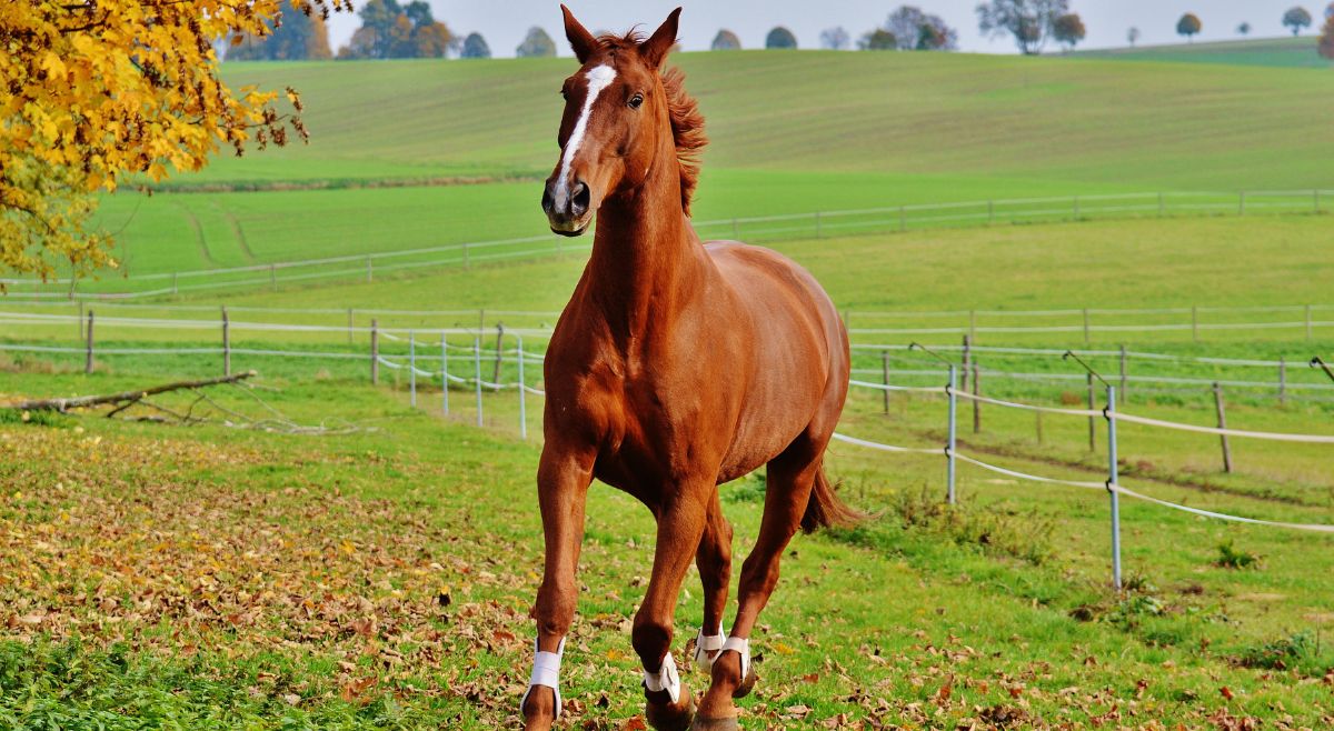 25+ Lesser-Known Facts About Horse To Read On World Horse Day 2025