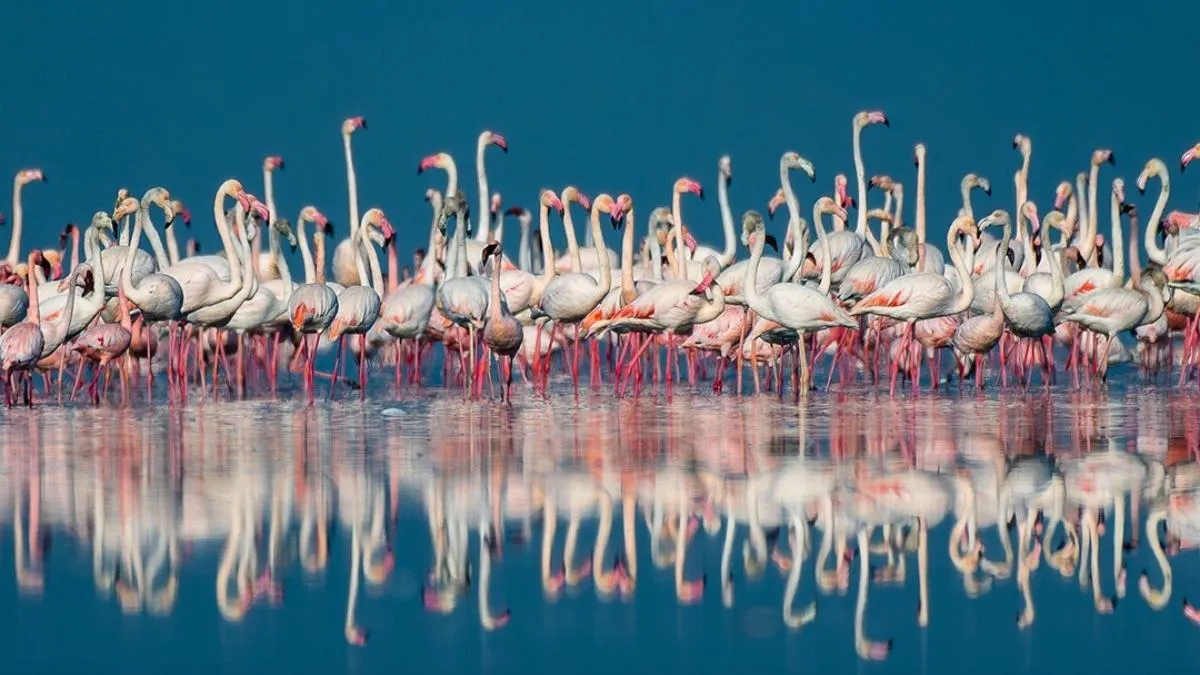 Sambhar Mahotsav 2025: Five-Day Festival To Celebrate Culture, Nature ...