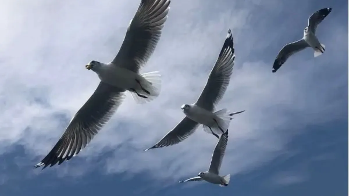 From China To Karnataka: GPS-Tagged Seagull Found At Karwar Beach; What ...