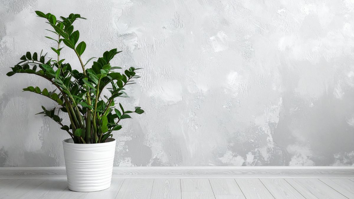 Why ZZ Plant Is The Ultimate Low-Maintenance Indoor Plant For Indian Homes