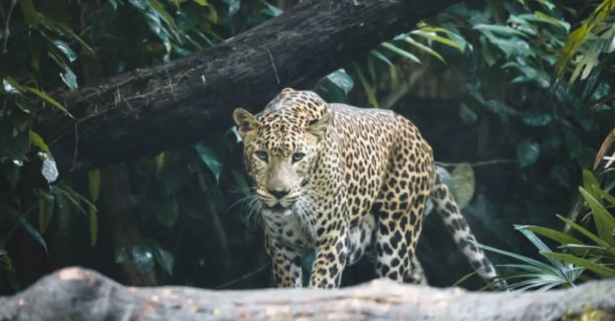 Gujarat: Five-Year-Old Boy Dies In Leopard Attack While Walking With ...