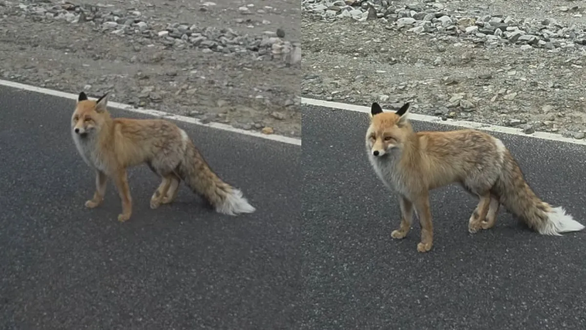 Rare Red Fox Spotted Near Ladakh's Pangong Tso Leaves Tourists ...