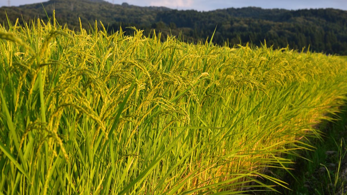 National Farmers Day 2025: Seasonal Crops Grown By Indian Farmers And ...
