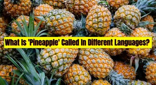 Full List Of Important National And International Days In November 2025