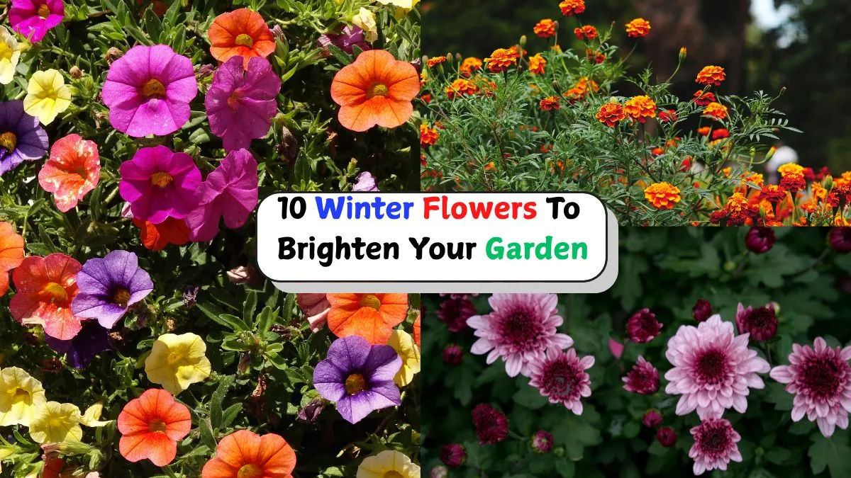 10 Beautiful Winter Flowers That Will Brighten Your Garden