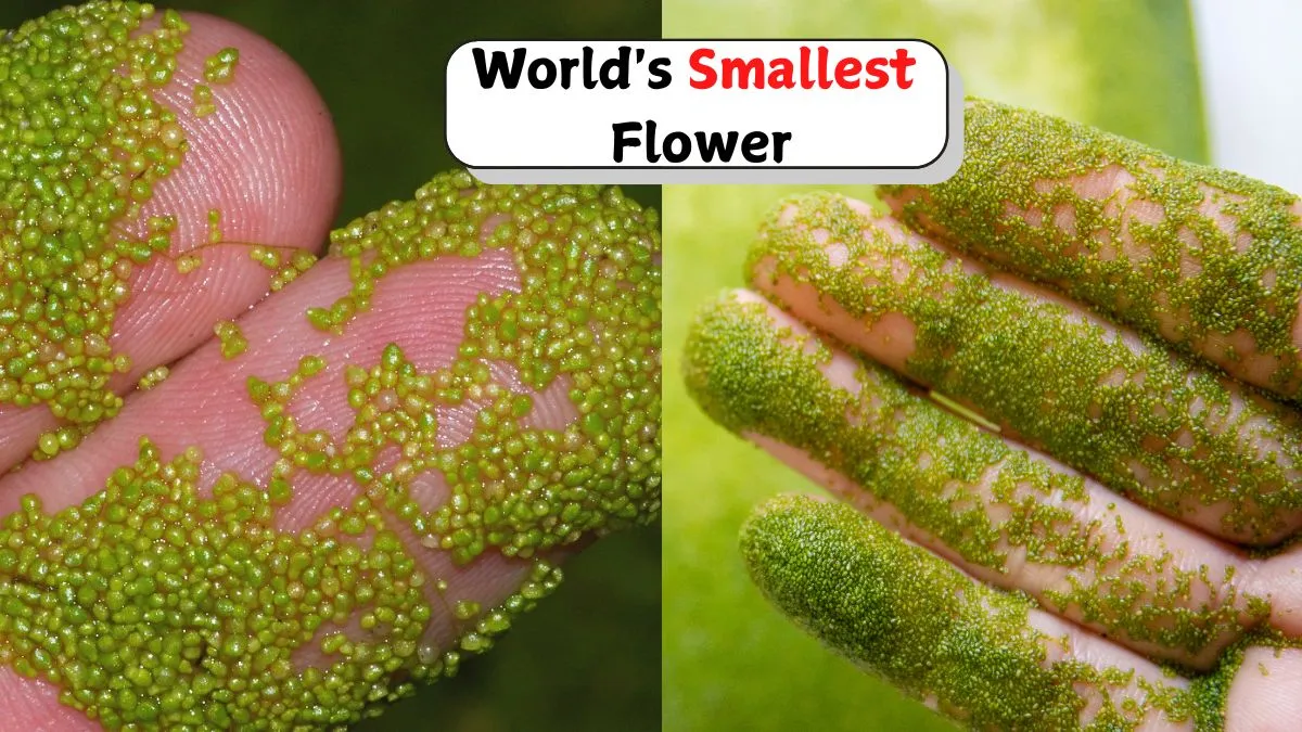 Which Is The World’s Smallest Flower With Size Of One Grain Of Rice ...