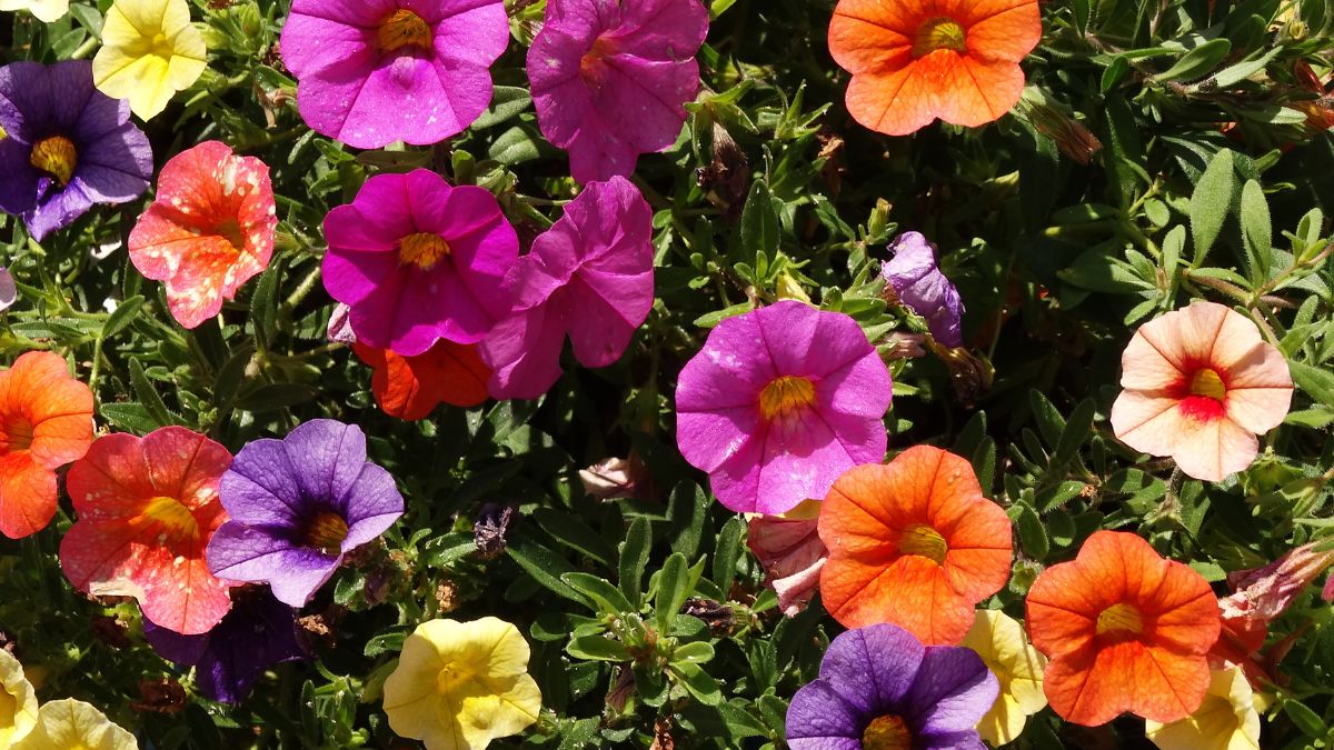 10 Beautiful Winter Flowers That Will Brighten Your Garden