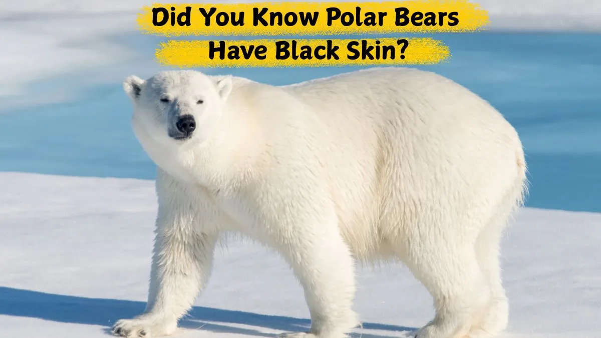 Did You Know Polar Bears Have Black Skin? Know Science And Interesting ...