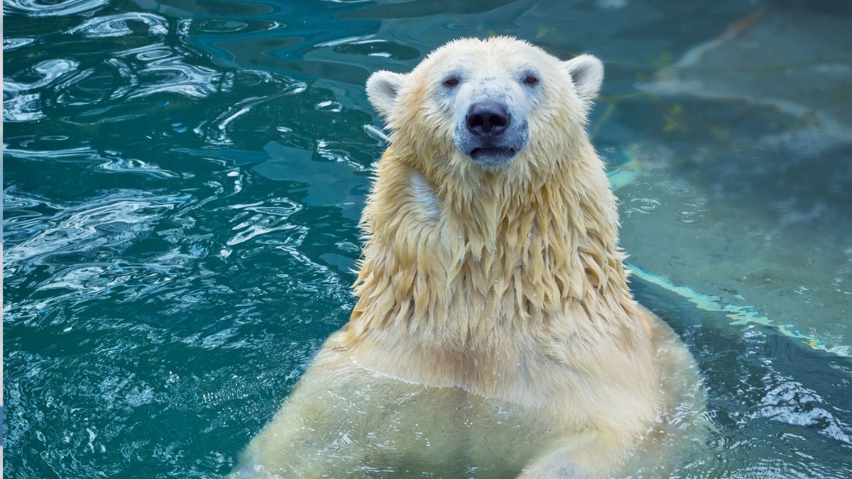 Did You Know Polar Bears Have Black Skin? Know Science And Interesting ...