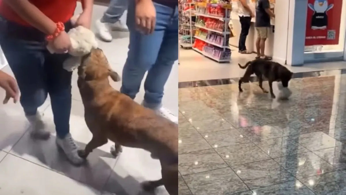 Street Dog Walks Into Mall And Gets His Favourite Soft Toy From Kind ...