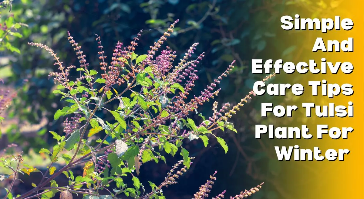 Simple And Effective Care Tips For Tulsi Plant In The Winter Season