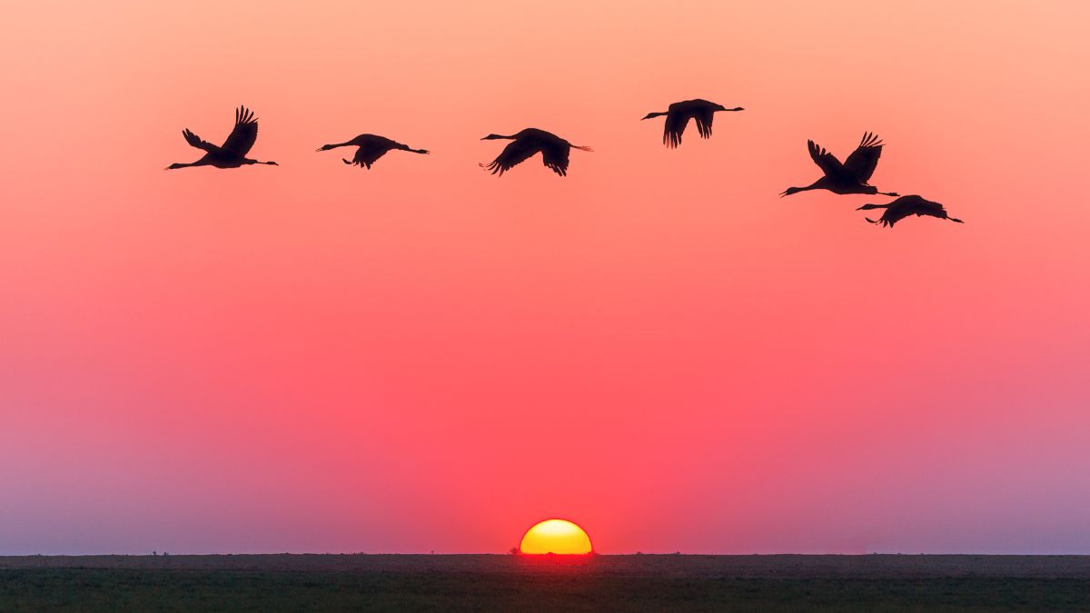 Save Birds, Save Nature: 50+ Inspiring Quotes And Slogans On National ...