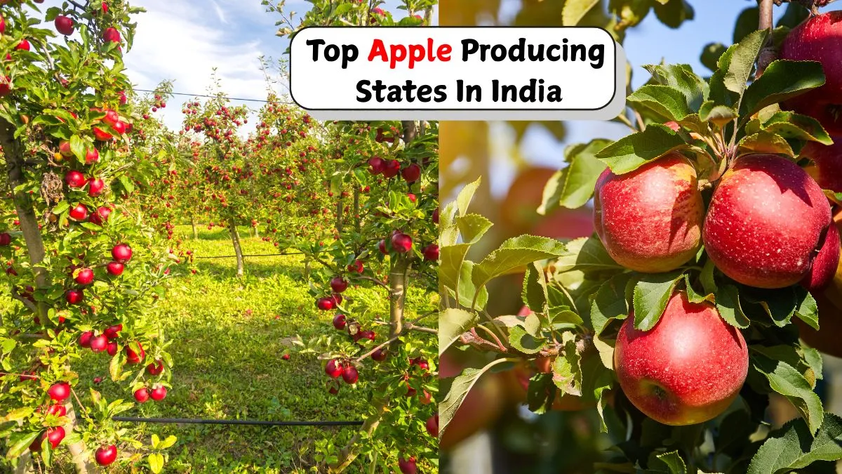 List Of Top Apple Producing States In India | Apple Tree Day 2026