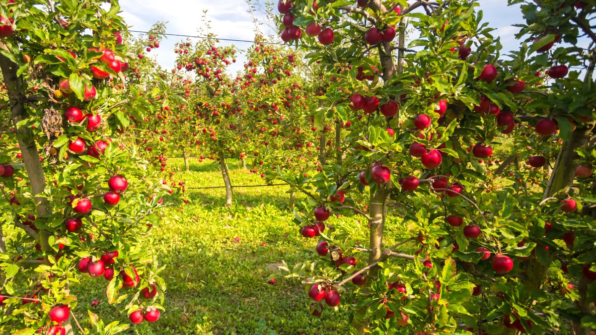 List Of Top Apple Producing States In India | Apple Tree Day 2026