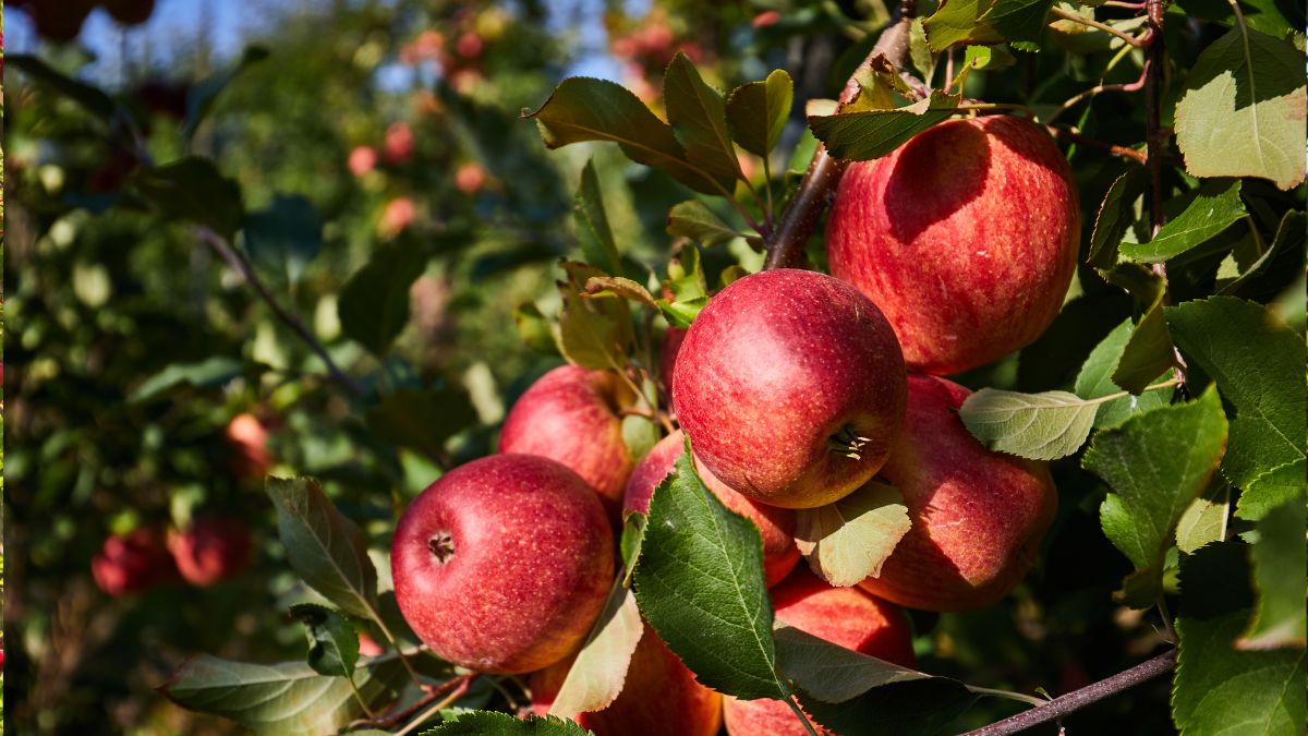 List Of Top Apple Producing States In India | Apple Tree Day 2026