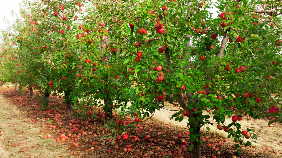 List Of Top Apple Producing States In India | Apple Tree Day 2026