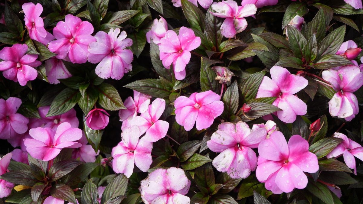 5 Flower Seeds To Sow In January For Stunning Summer Garden