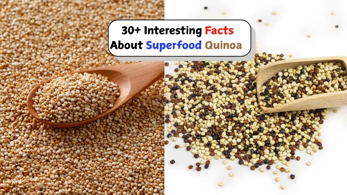 Quinoa Day 2026: 30+ Interesting Facts About This Nutritious Superfood ...