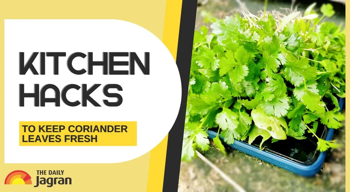 Tried And Tested Kitchen Hacks To Keep Coriander Fresh For Days Without ...