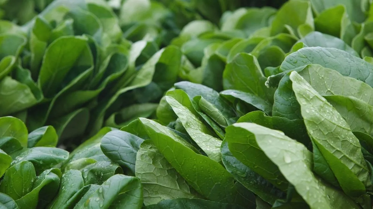 How To Grow Spinach At Home In Winter: Easy Steps To Follow For Fresh ...