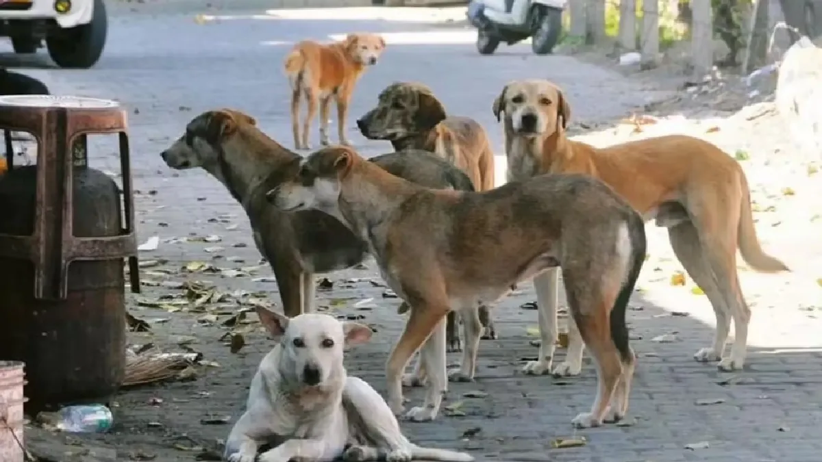 500 Stray Dogs Killed In Telangana Villages In One Week, Local ...