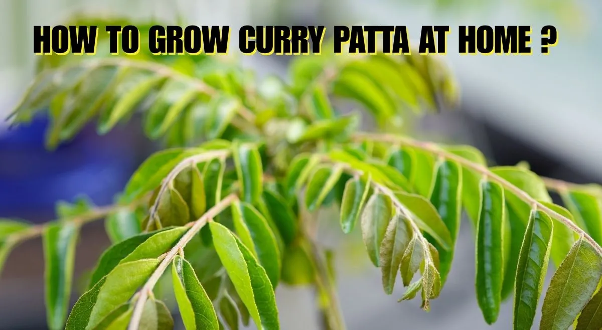 How To Grow Curry Patta At Home: Easy Step-By-Step Guide