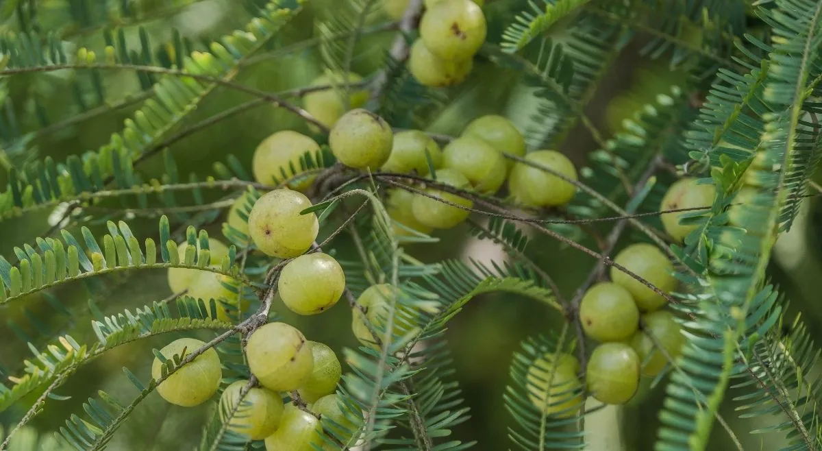 3 Healthy Ways To Include Amla In Your Winter Diet