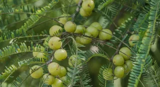 Coconut Oil vs Almond Oil: Which One Actually Saves Your Scalp In Winter?