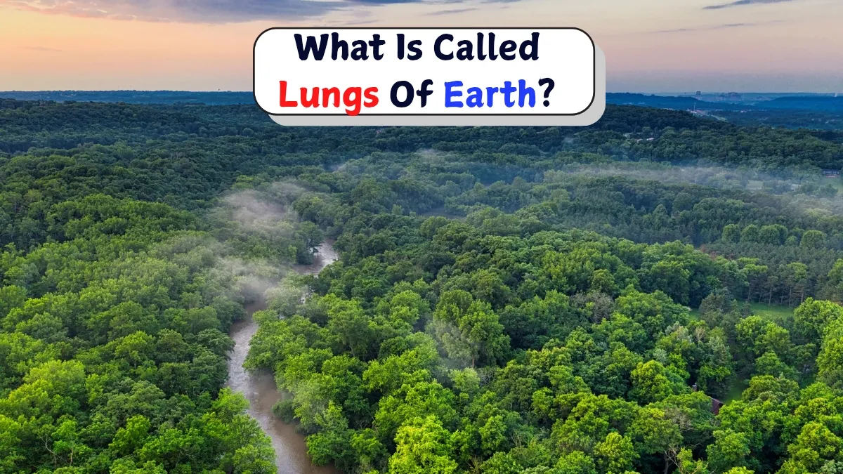 What Is Called As Lungs Of Earth? Know Importance And Interesting Facts