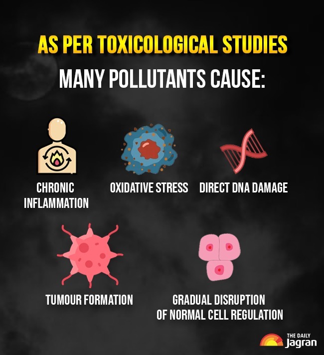 Smog Stories: Can Delhi's Polluted Air Cause Cancer? What Experts And ...