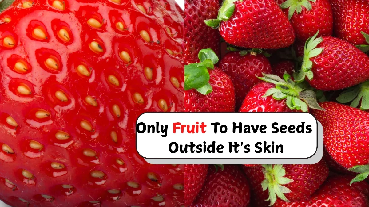 Which Is The Only Fruit In The World With Seeds On Its Outer Skin? Name ...