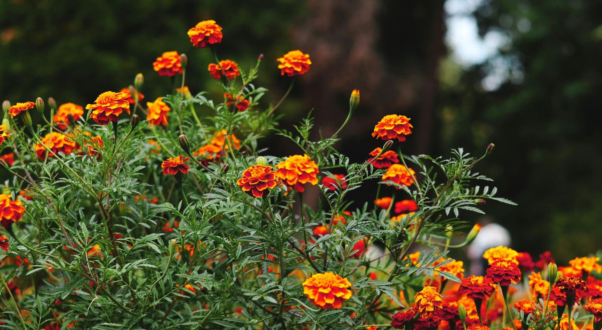 Easy Way To Grow Marigold Plants In Pots At Home