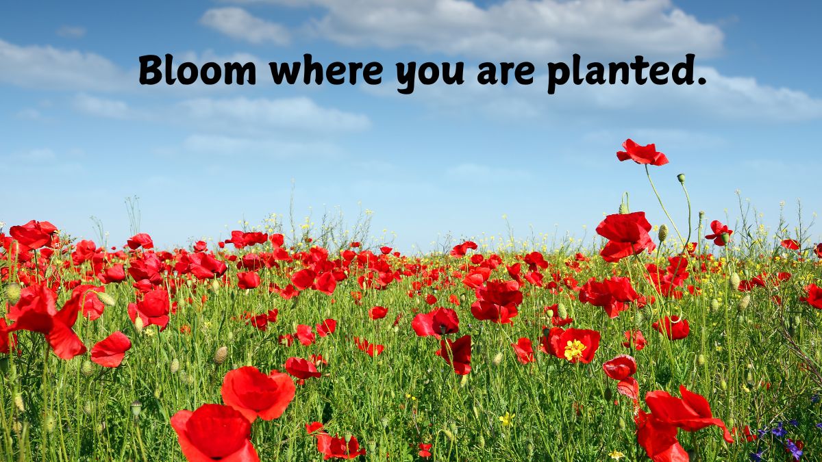 50+ Best Instagram Captions To Welcome Spring Season 2026