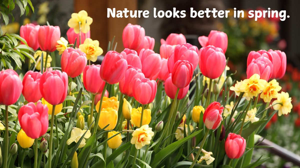 50+ Best Instagram Captions To Welcome Spring Season 2026