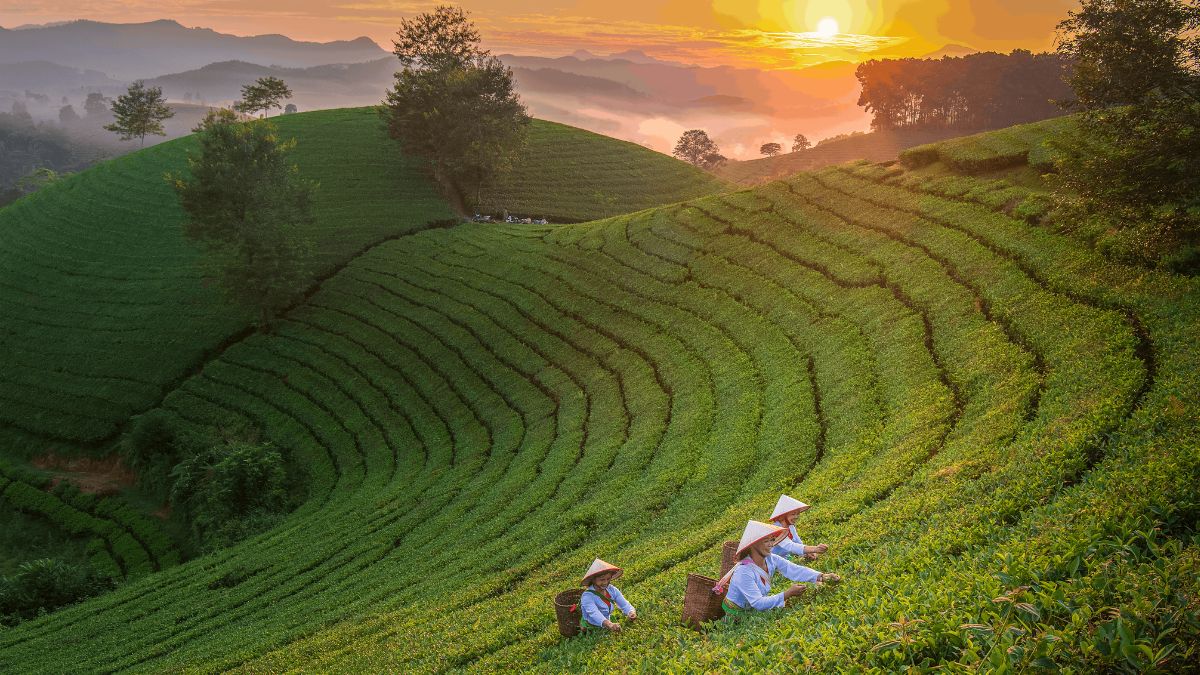 Which Is Called The Tea City Of India? Name, Location And Interesting ...