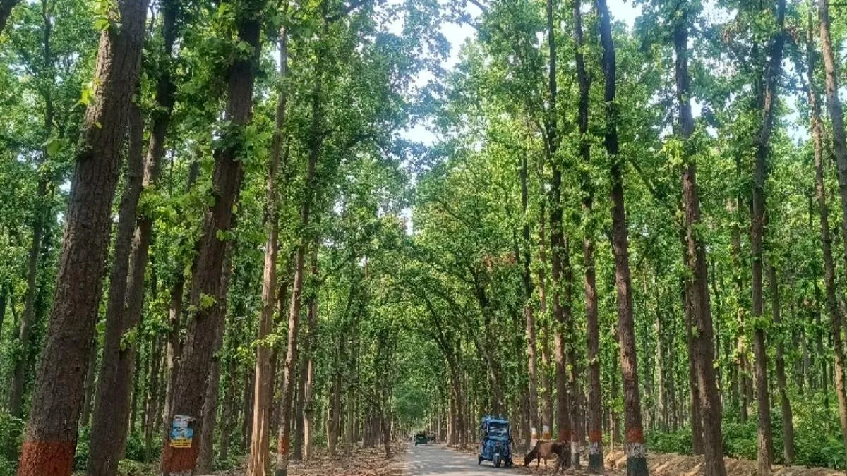 Gorakhpur’s Vinod Van To Become Rs 500 Cr Eco-Tourism Hub; Bamboo ...