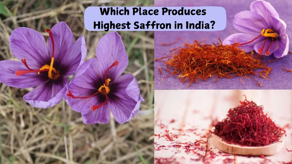 Which Place Produces The Highest Saffron in India? Location And ...