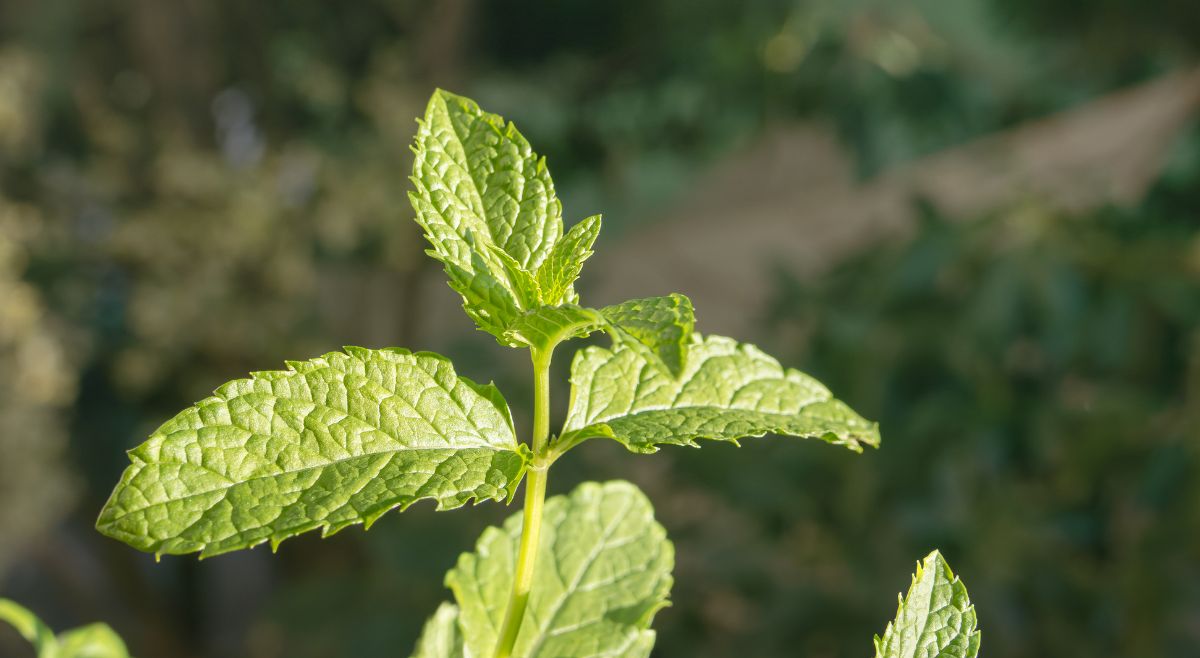 How To Grow Mint Plant In Pot: Step-By-Step Guide For Beginners