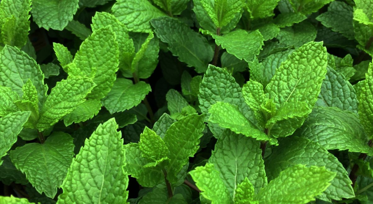 How To Grow Mint Plant In Pot: Step-By-Step Guide For Beginners