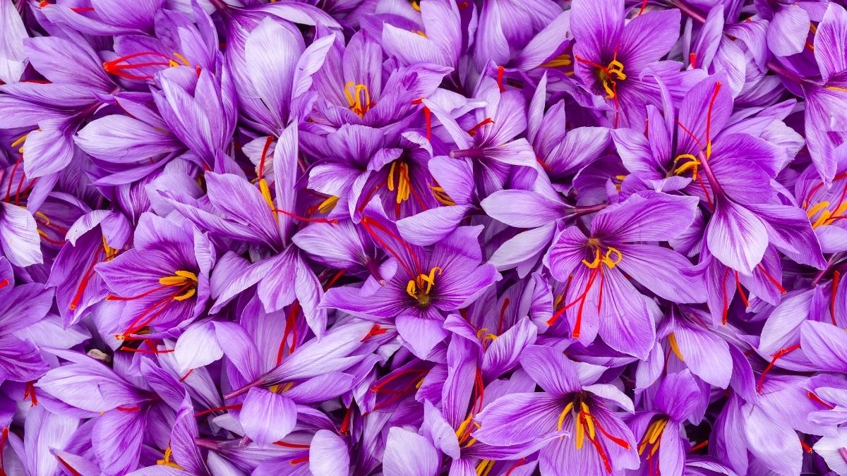 Which Place Produces The Highest Saffron in India? Location And ...