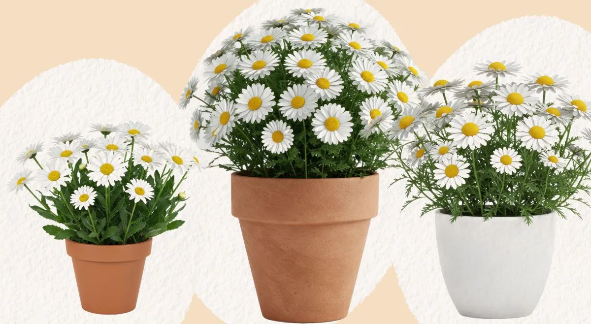 How To Plant Daisy Flowers In A Pot: Check Out The Beginner's Guide