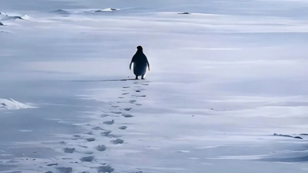 Nihilist Penguin’s ‘Death March’ Meme vs Reality: Why Is A Lonely ...