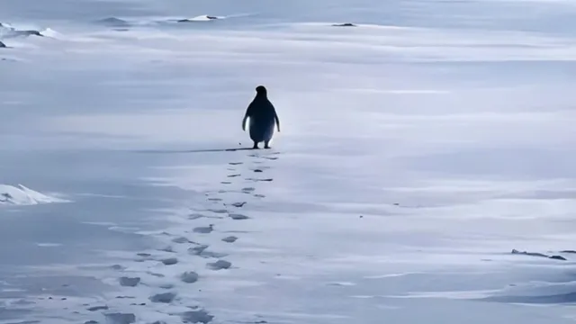 Nihilist Penguin’s ‘Death March’ Meme vs Reality: Why Is A Lonely ...