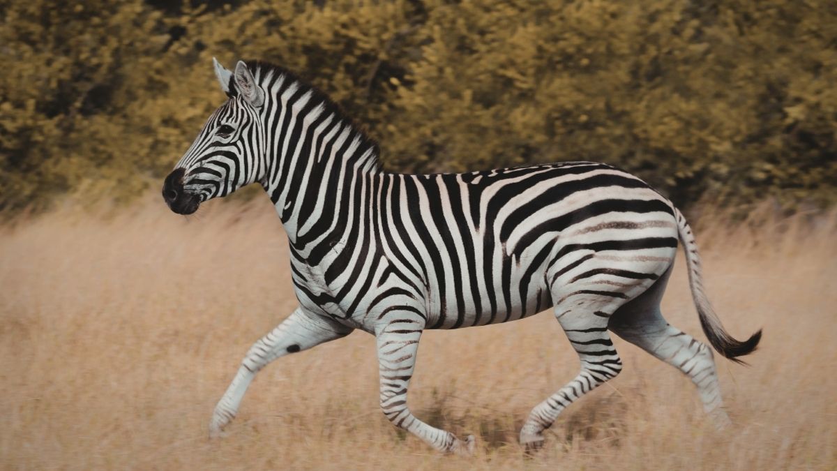 International Zebra Day 2026: 30+ Mind- Blowing Interesting Facts About ...