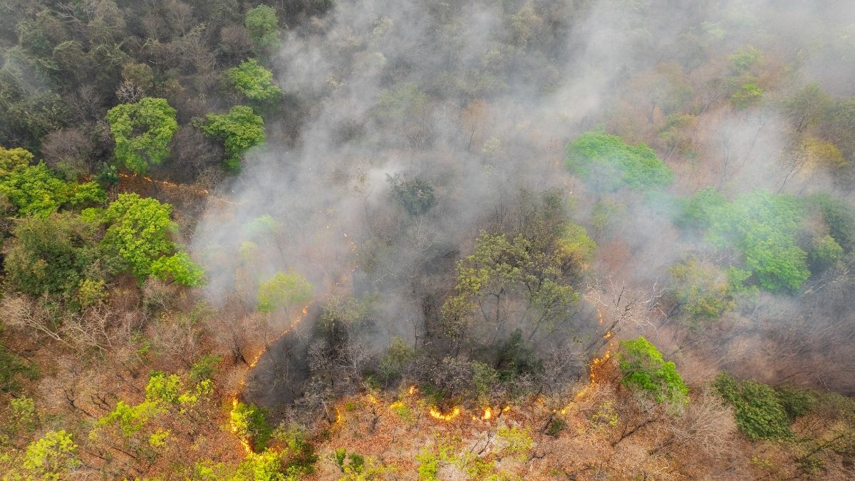 International Reducing CO₂ Emission Day 2026: 50+ Motivational Quotes ...