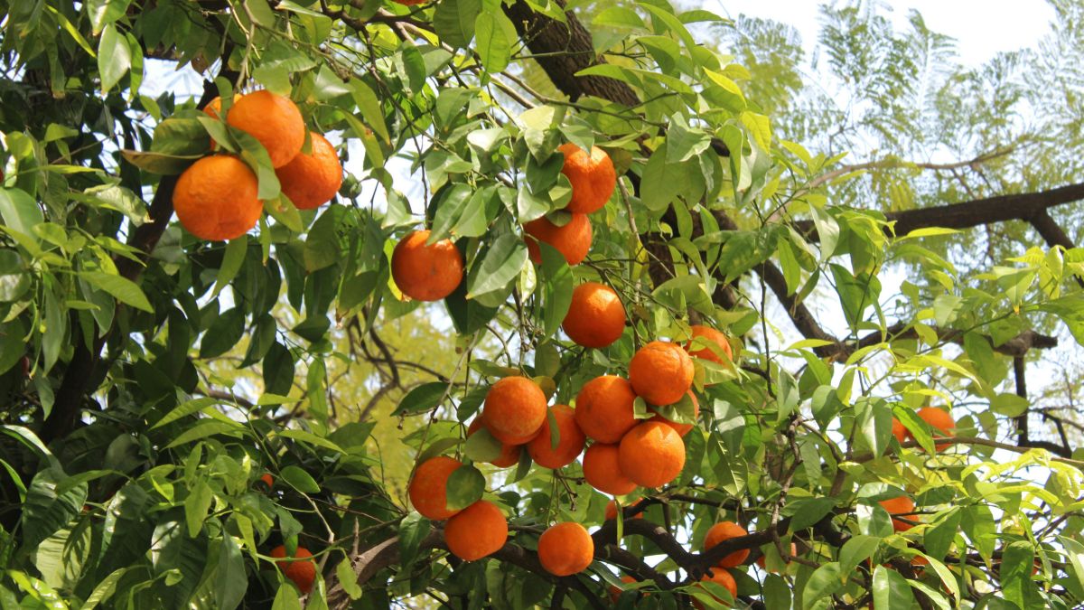 Which Is Known As Orange City Of India? Name, Location And Interesting ...