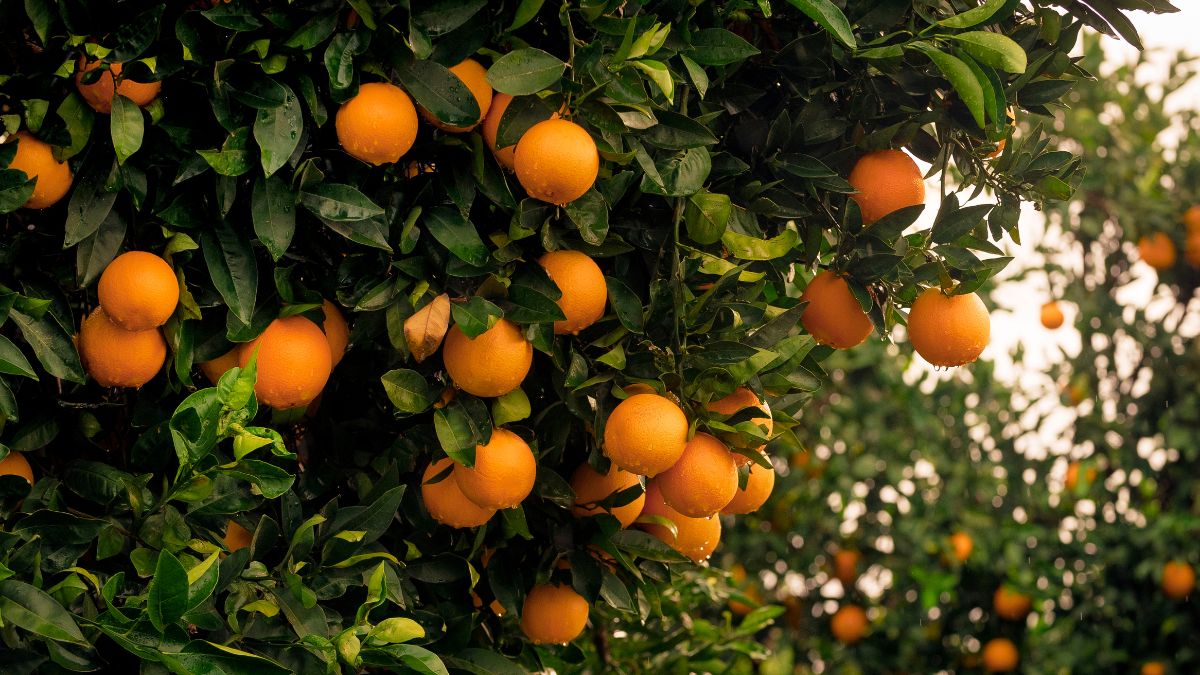 Which Is Known As Orange City Of India? Name, Location And Interesting ...