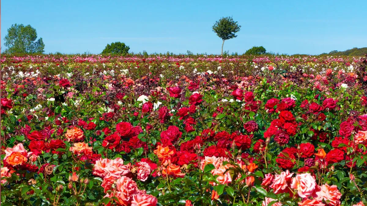 Which Indian State Produces The Most Roses? Know The Largest Rose ...