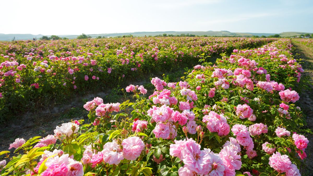 Which Indian State Produces The Most Roses? Know The Largest Rose ...